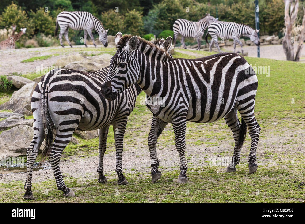 Day Out At Dublin Zoo Stock Photo - Alamy