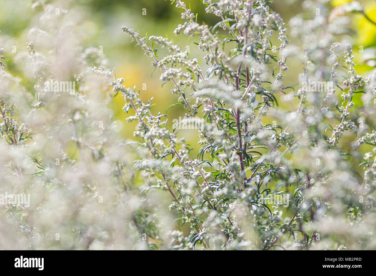 Kerry flowers hi-res stock photography and images - Alamy