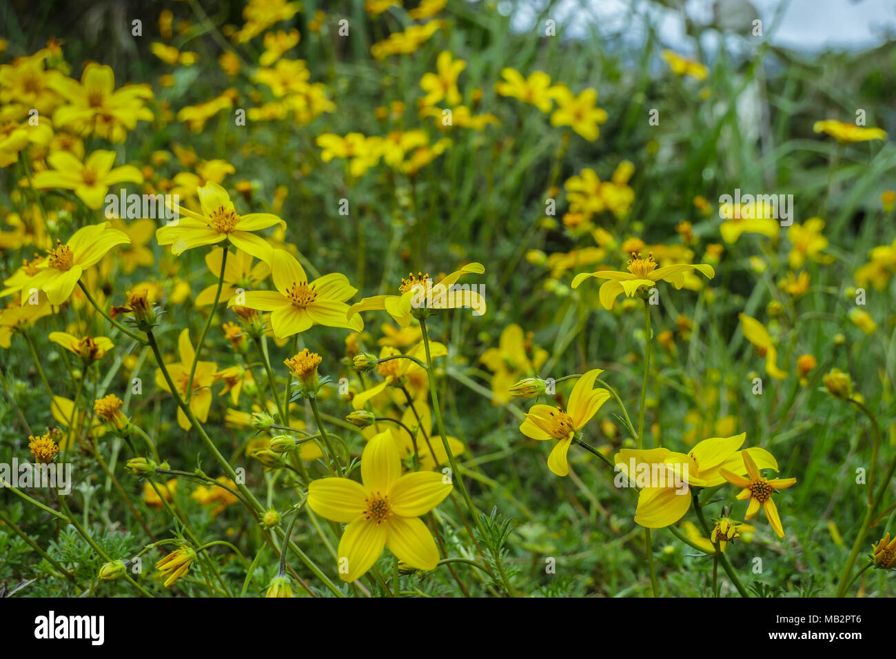 Spring up in the middle of nowhere Stock Photo - Alamy