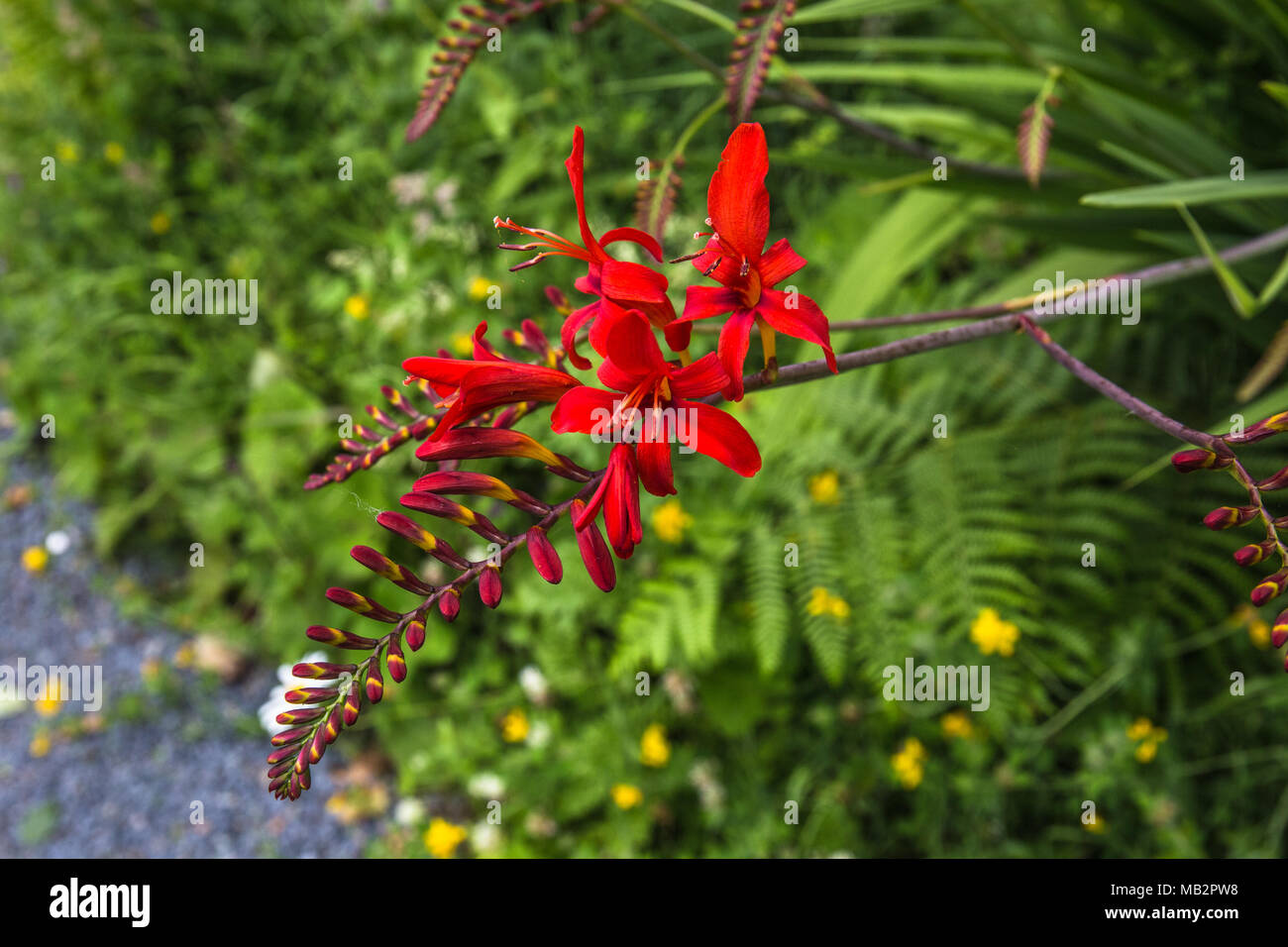 Glenstal abbey hi-res stock photography and images - Alamy