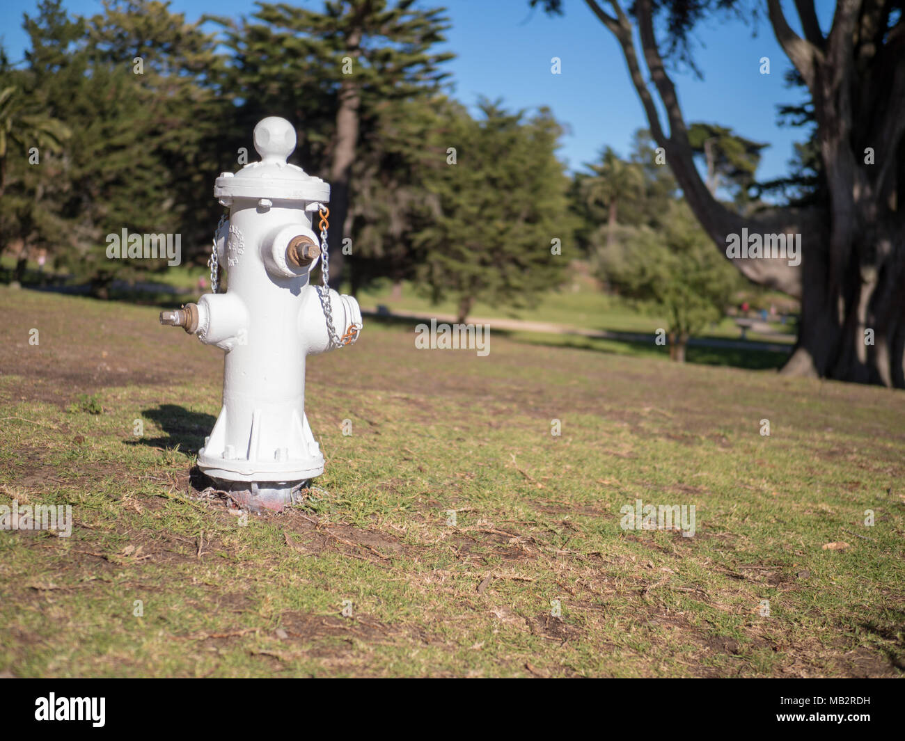 White clean fire hydrant in a park on a sunny day Stock Photo - Alamy