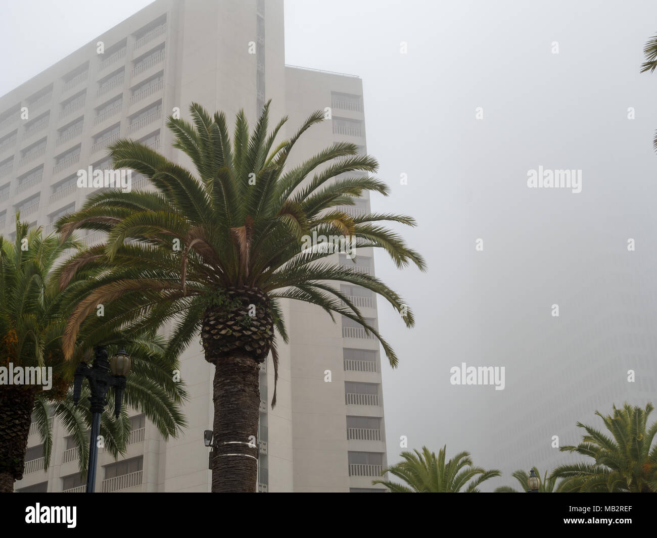 Palm tree and buildings on a foggy way (San Francisco Stock Photo - Alamy