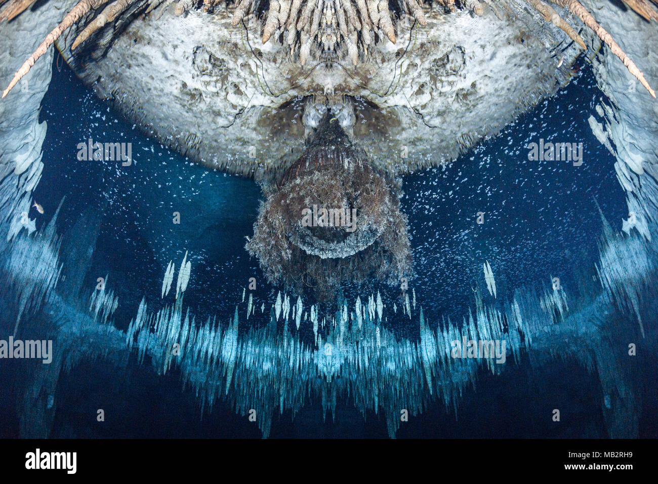 tree root seen from an underwater cave Stock Photo - Alamy