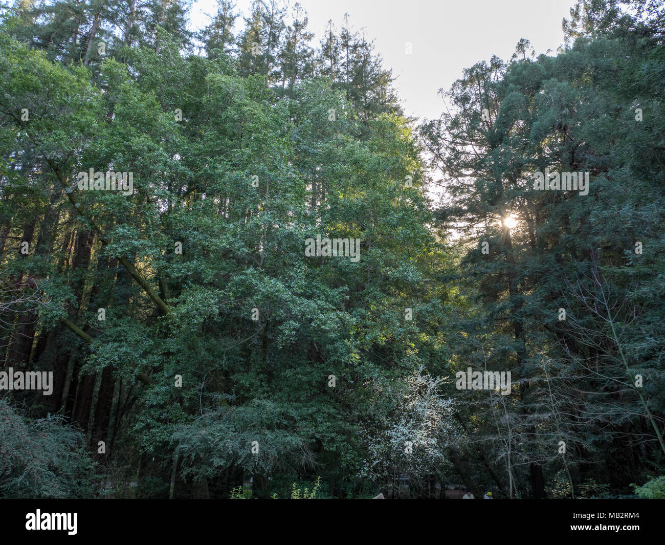 Sunshine peeking through trees hi-res stock photography and images - Alamy
