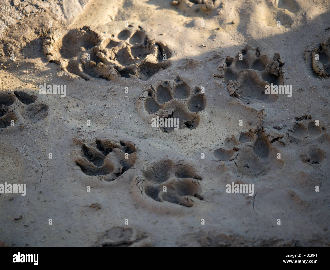 Dog pawprints in mud and shade Stock Photo - Alamy