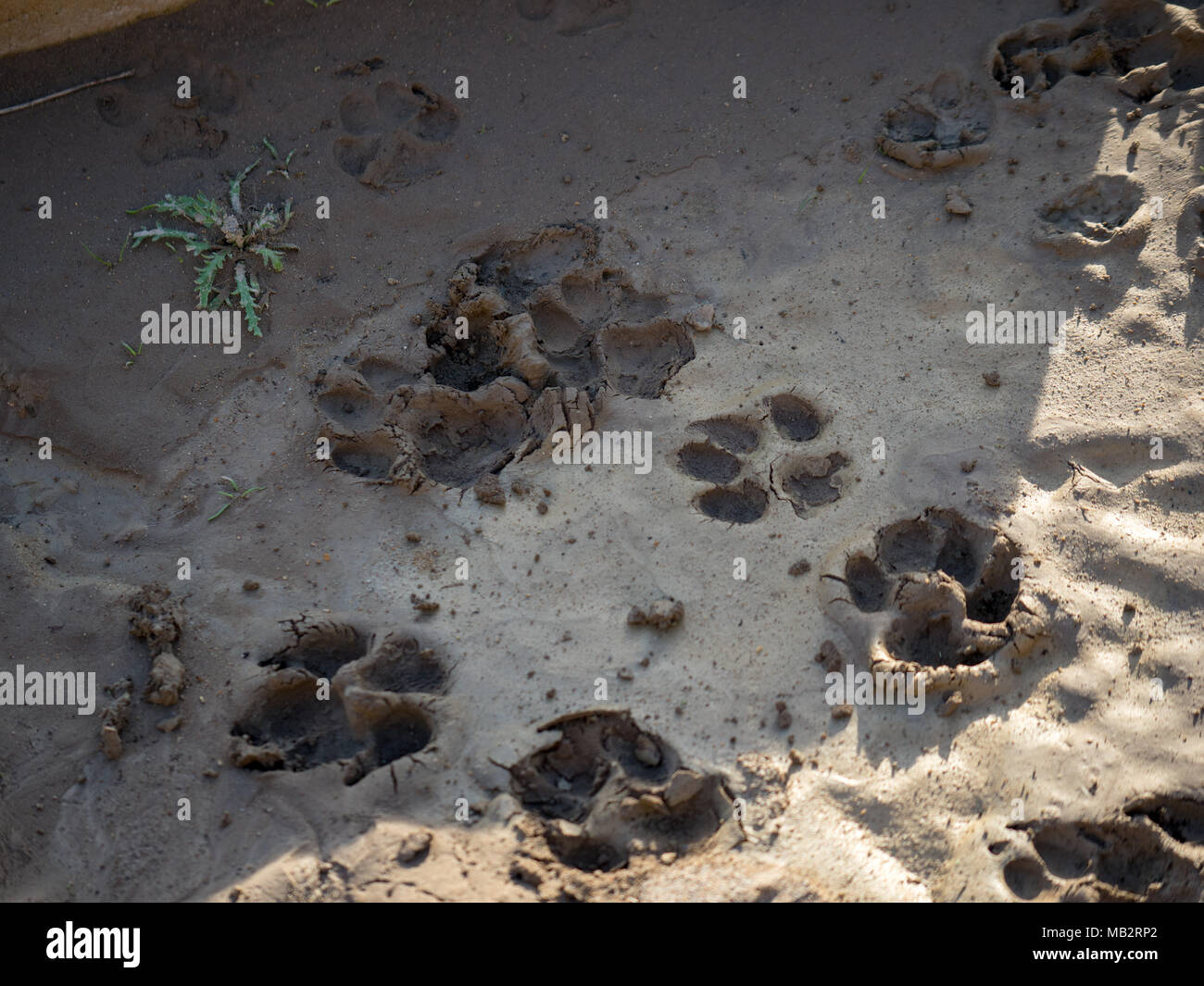 Dried dog pawprints in mud and shade Stock Photo - Alamy