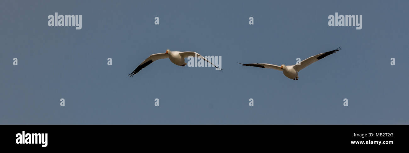 Snow geese flying up North Stock Photo - Alamy