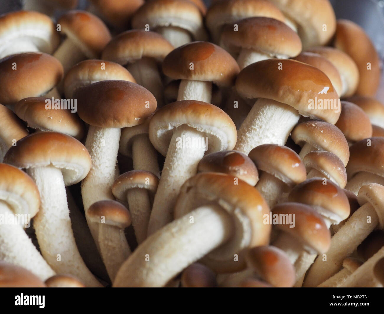 Cyclocybe aegerita hi-res stock photography and images - Alamy