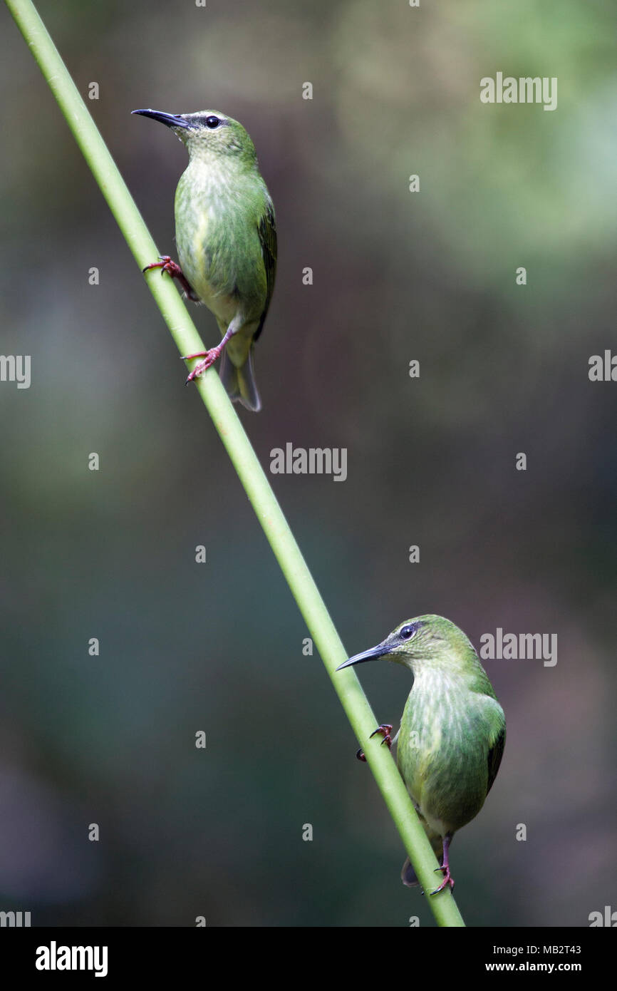 Rainforest Creepers High Resolution Stock Photography and Images - Alamy
