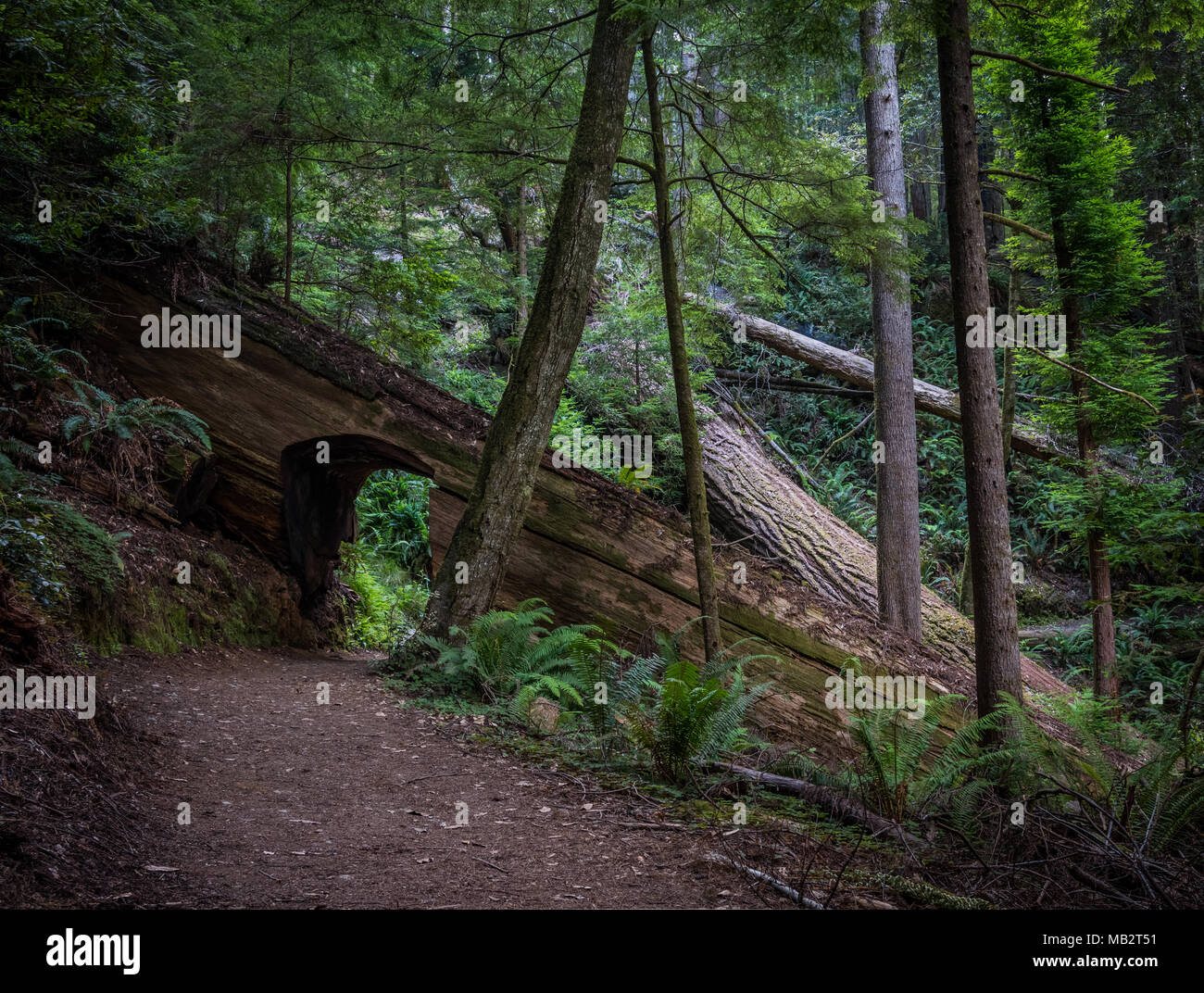 Redwood tree tunnel hi-res stock photography and images - Alamy