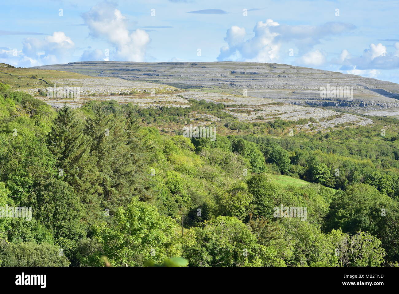 Burren tree hi-res stock photography and images - Alamy