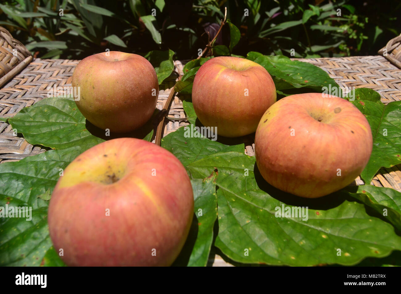 The fruit yard hi-res stock photography and images - Alamy