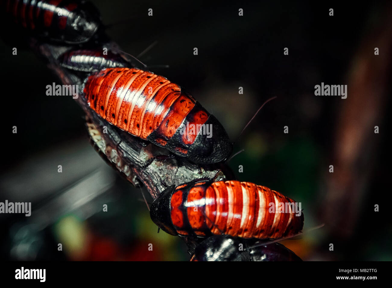 Largest cockroach species hi-res stock photography and images - Alamy