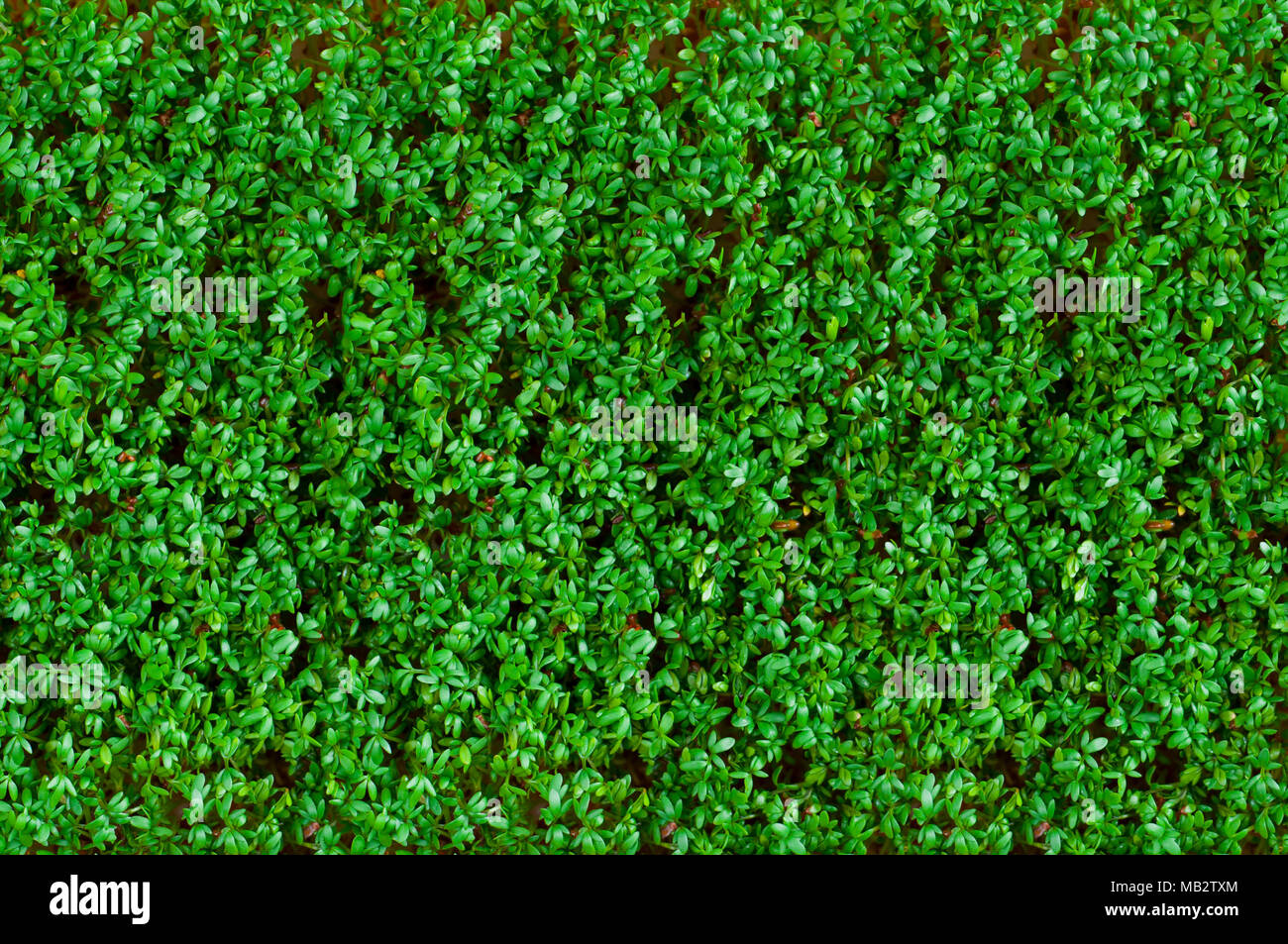 Green horizontal watercress background Stock Photo - Alamy