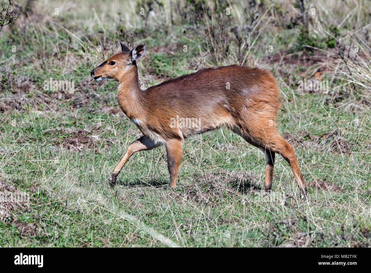 female Cape Bushbuck (Tragelaphus scriptus), Dinsho forest, Ethiopia ...