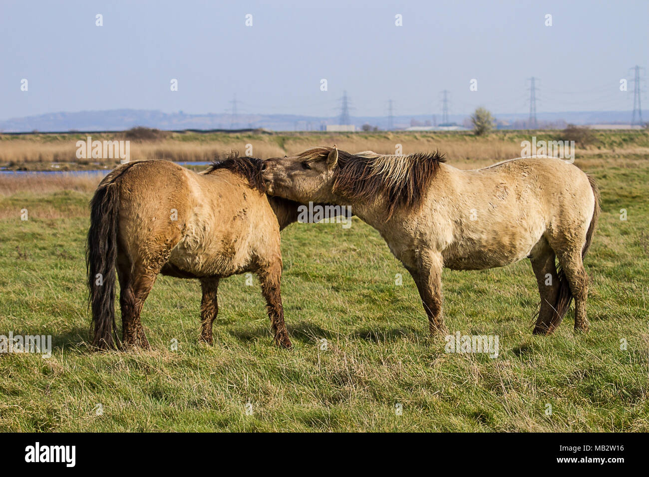 Scratching horse animal hi-res stock photography and images - Alamy