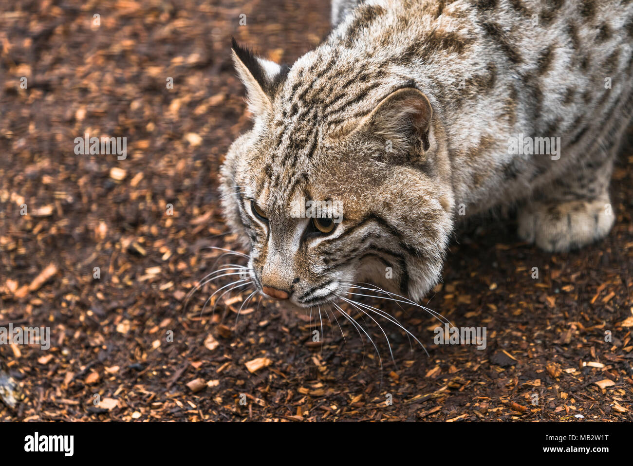 Bobcat (Lynx rufus) a North American predator that inhabits wooded ...