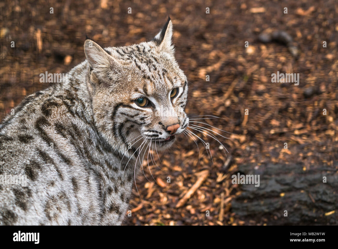 Bobcat (Lynx rufus) a North American predator that inhabits wooded ...