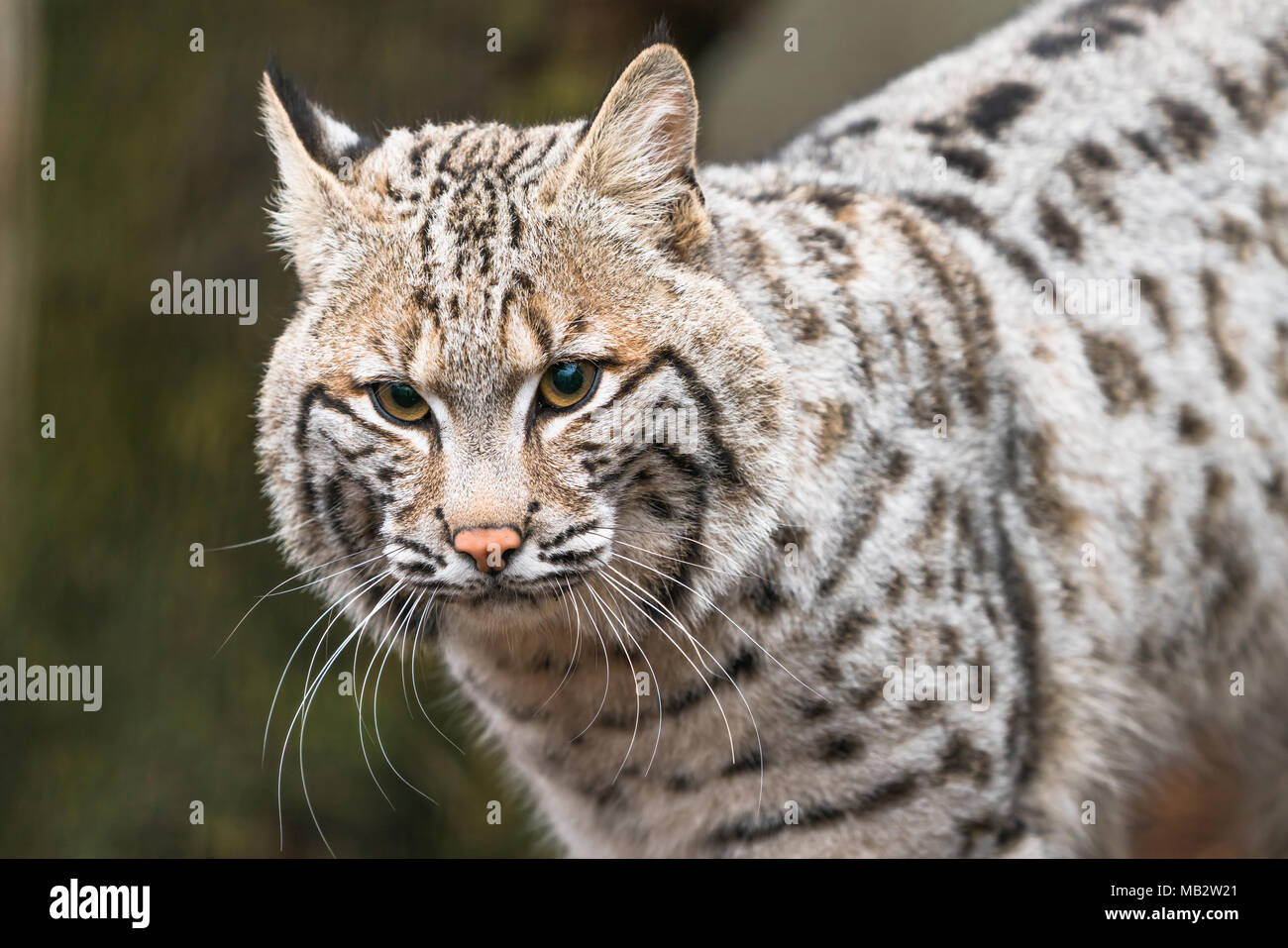 Bobcat (Lynx rufus) a North American predator that inhabits wooded ...