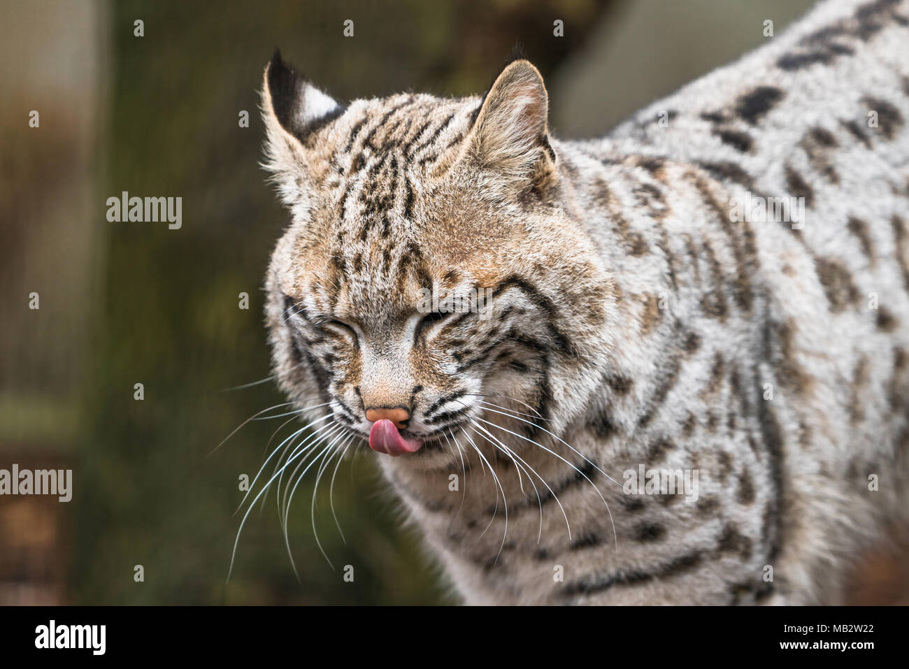 Bobcat (Lynx rufus) a North American predator that inhabits wooded ...