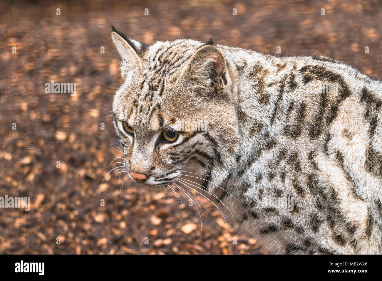 Bobcat (Lynx rufus) a North American predator that inhabits wooded ...