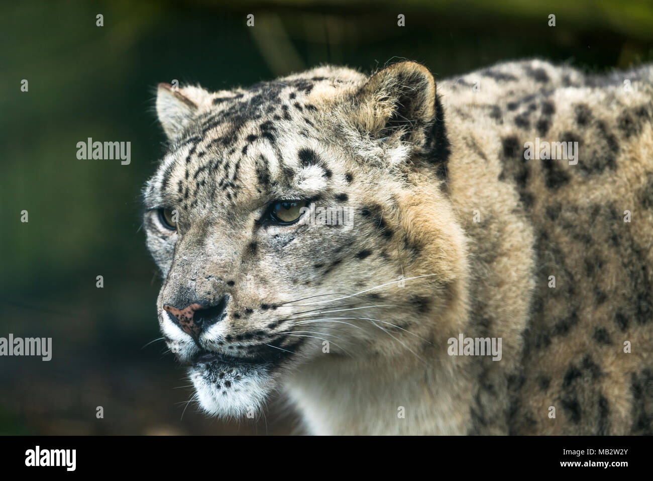 Snow leopard (Panthera uncia), a large cat native to the mountain ...