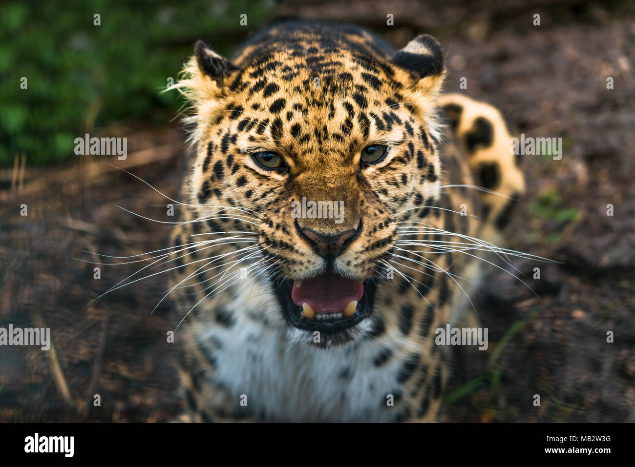 Panthera Pardus Orientalis Big Cat High Resolution Stock Photography ...
