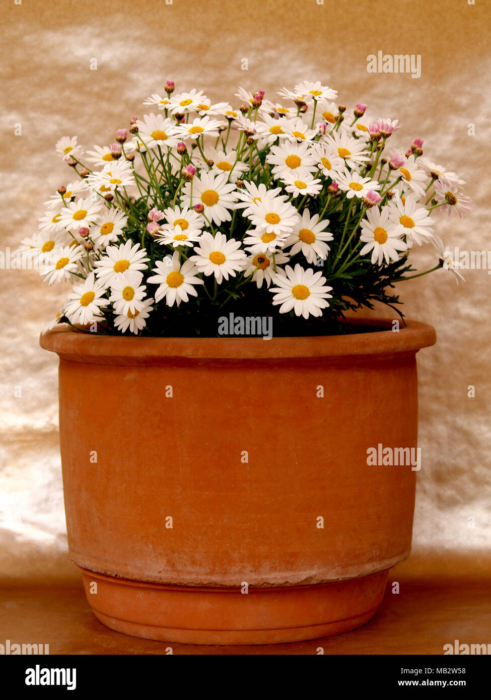elegant daisies on a pot Stock Photo - Alamy