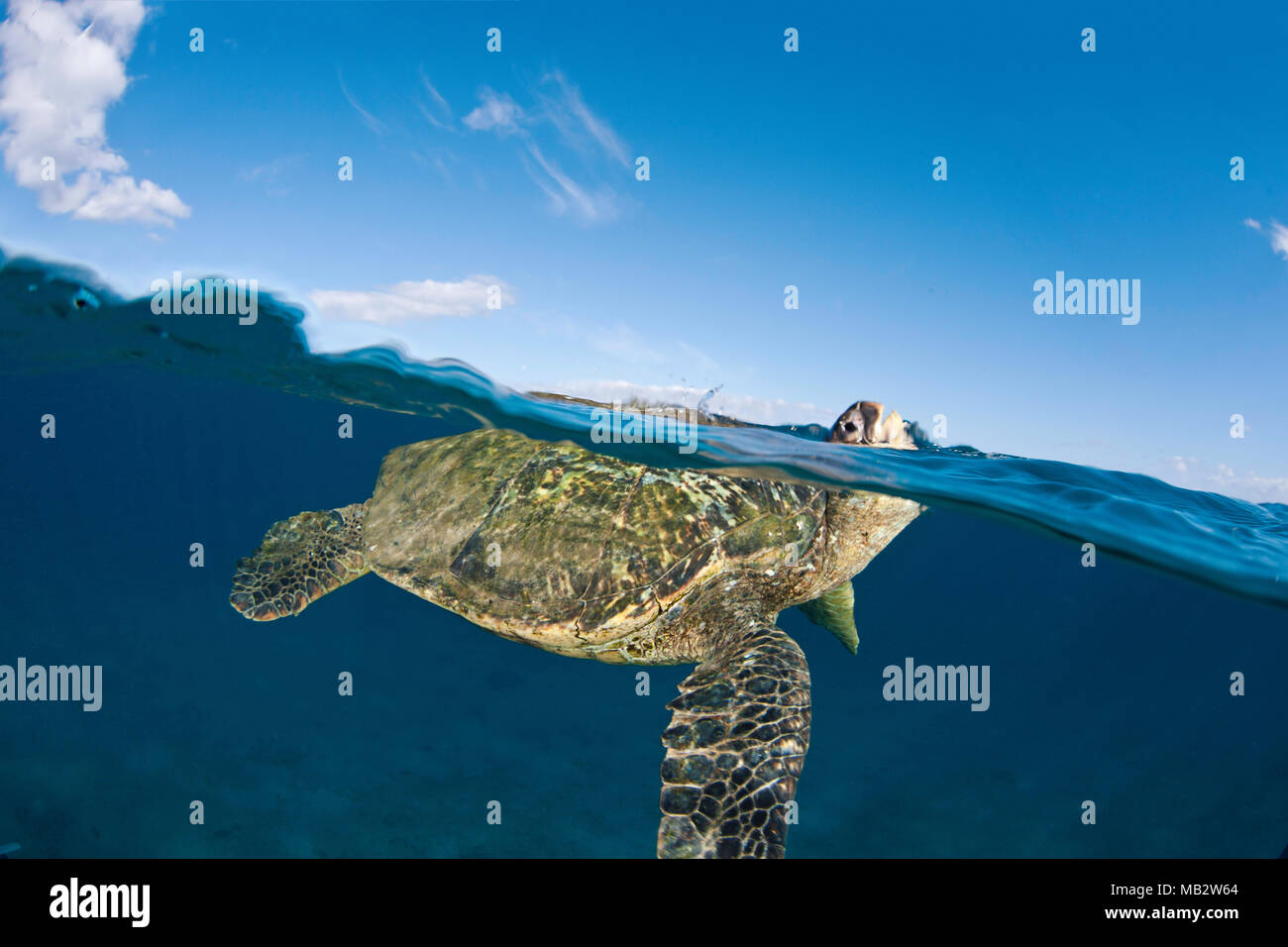Split Species High Resolution Stock Photography and Images - Alamy