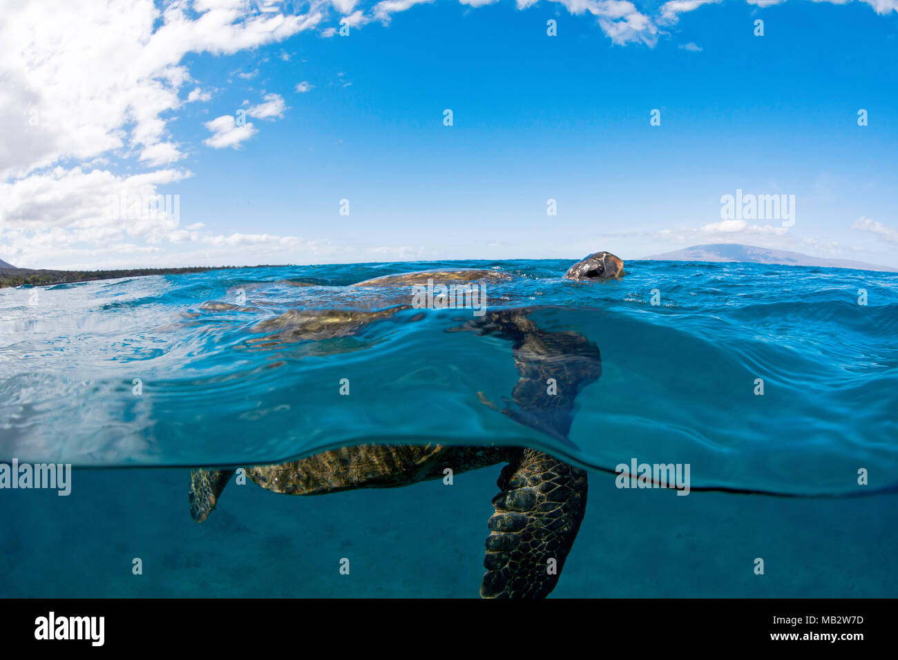 Split species hi-res stock photography and images - Alamy