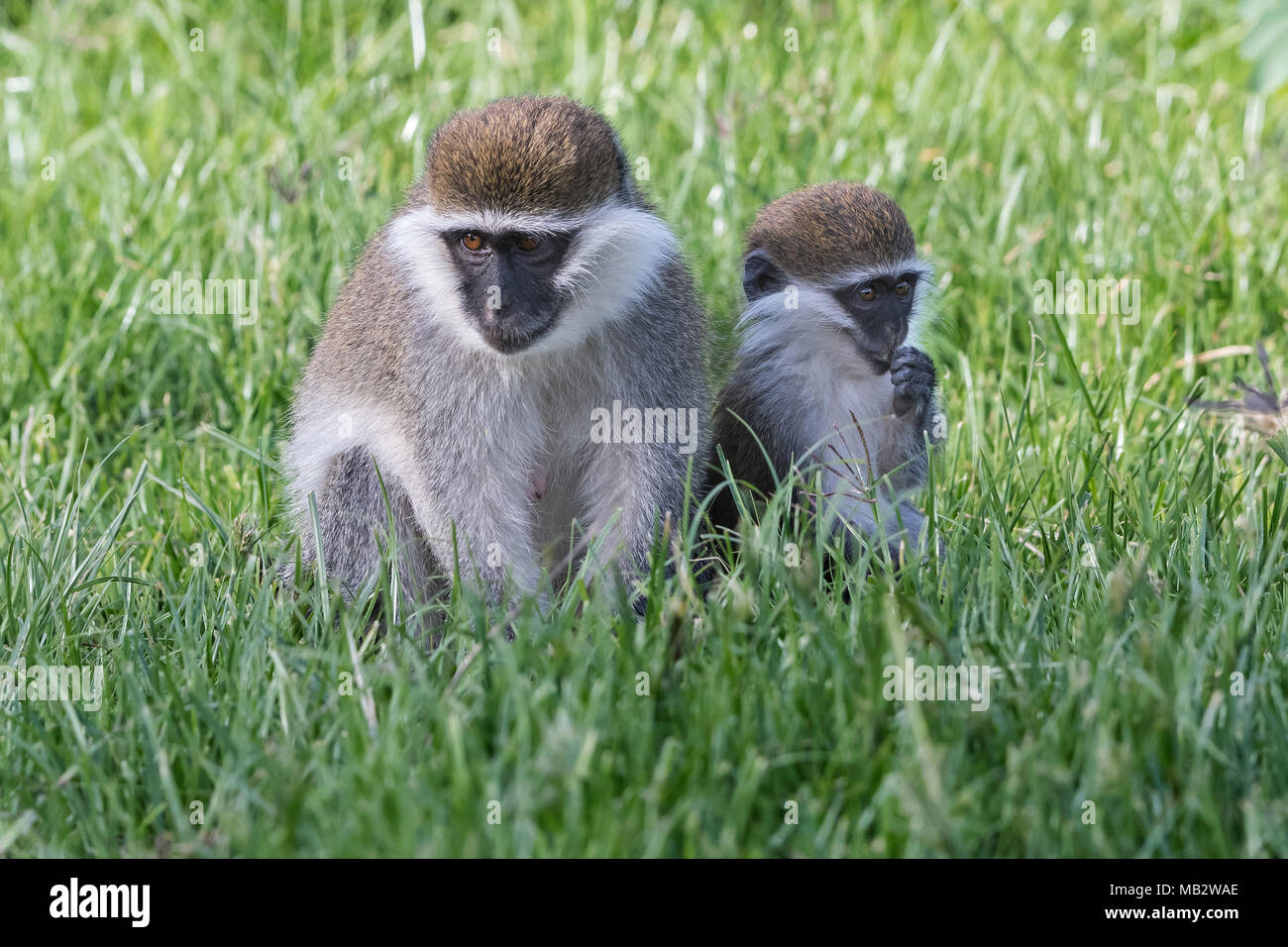 Grivet Monkeys (Chlorocebus aethiops), Awasa, Ethiopia Stock Photo - Alamy