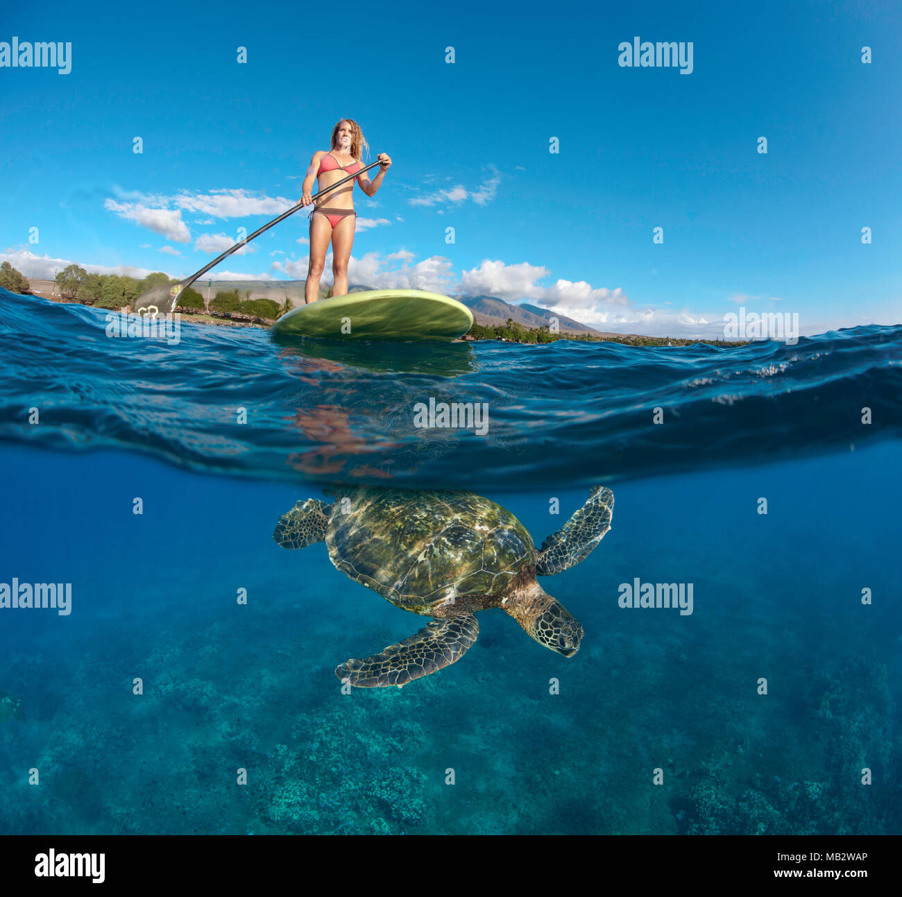 Surfing on a turtle hi-res stock photography and images - Alamy