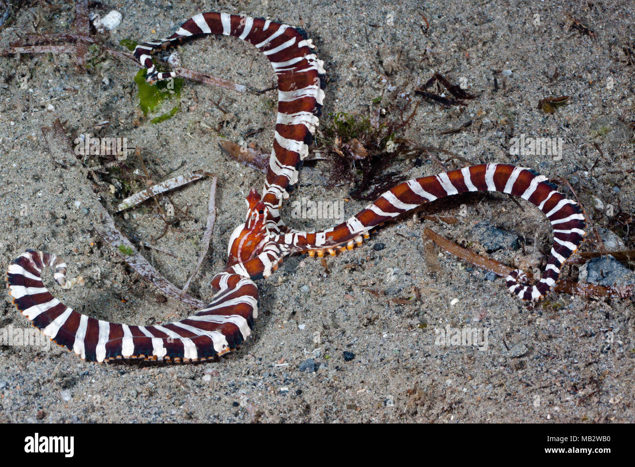 Mimic Octopus Sea Snake