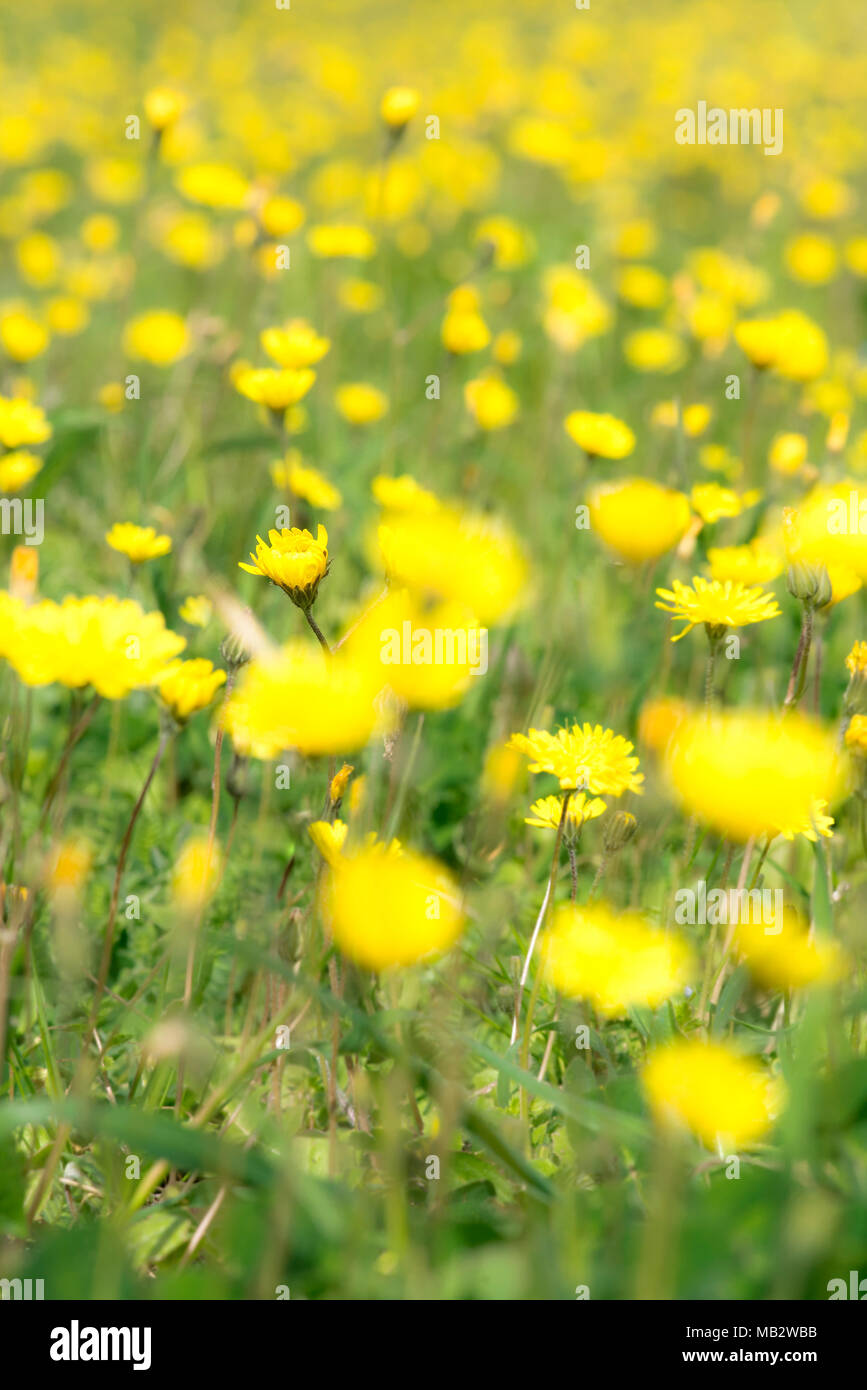 Dandelions bloom hi-res stock photography and images - Alamy