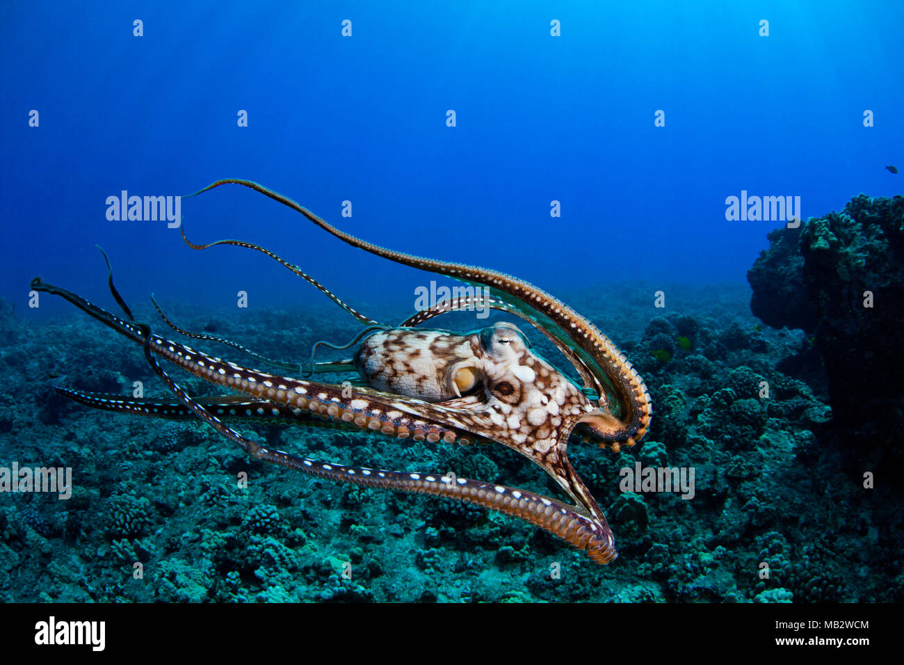 Day octopus hi-res stock photography and images - Alamy
