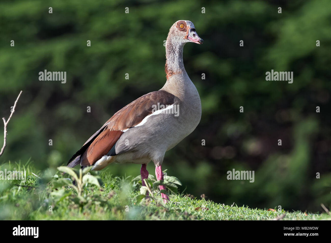 Egyptian Goose (Alopochen aegyptiaca Stock Photo - Alamy