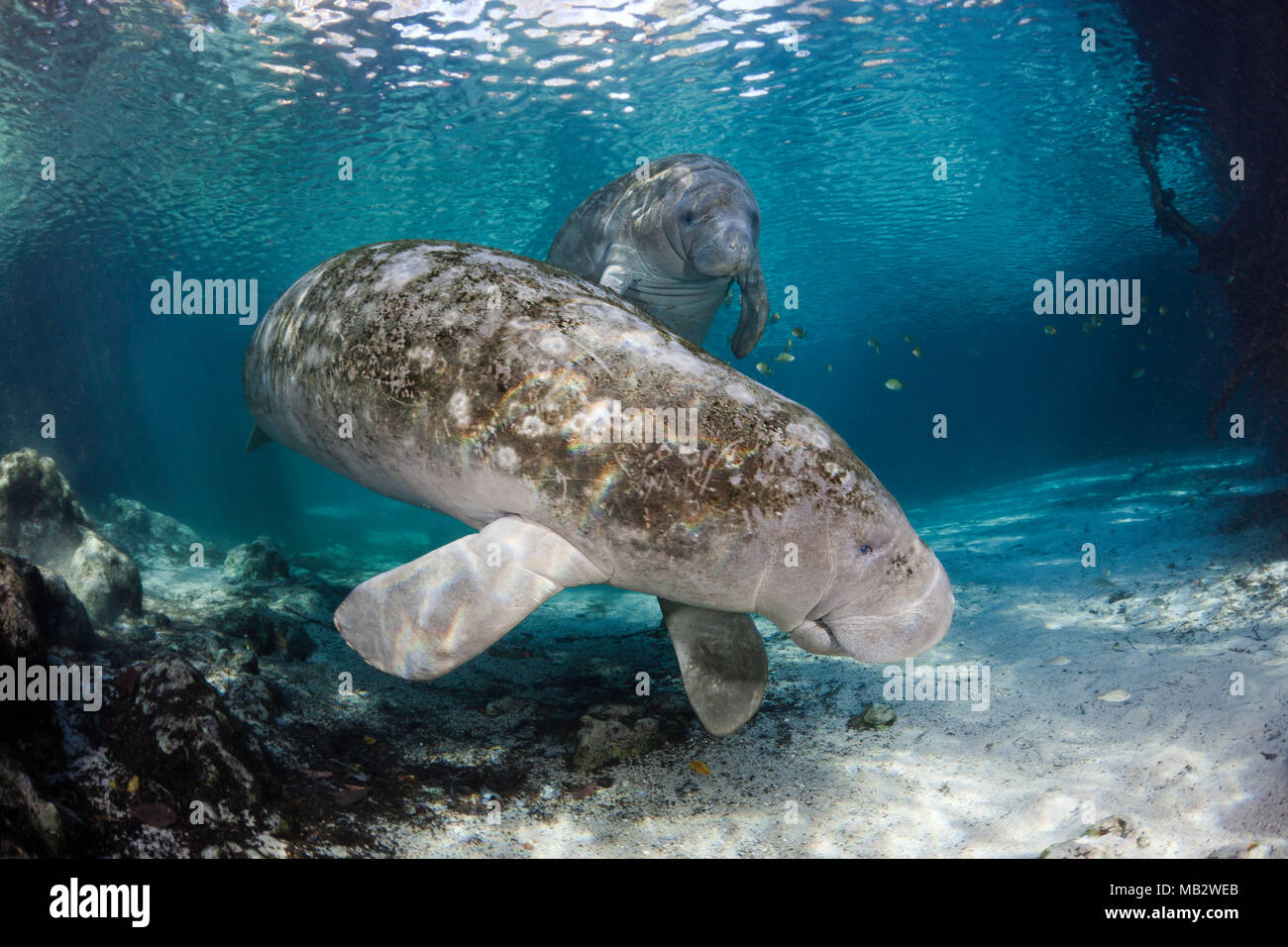 A cow and calf endangered Florida manatee, Trichechus manatus ...