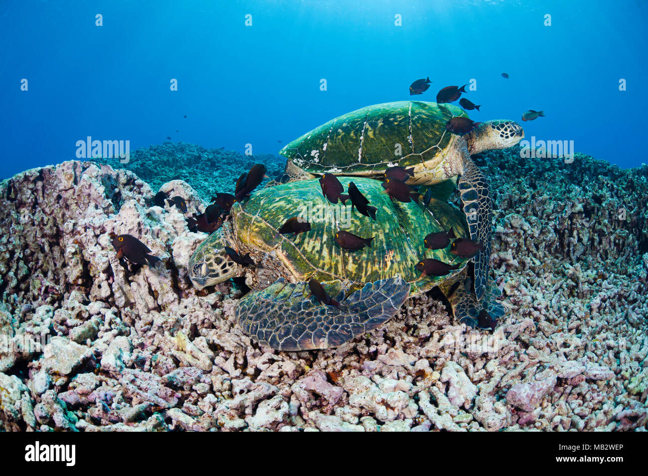 A school of goldring surgeonfish, Ctenochaetus strigosus, eat algae off ...