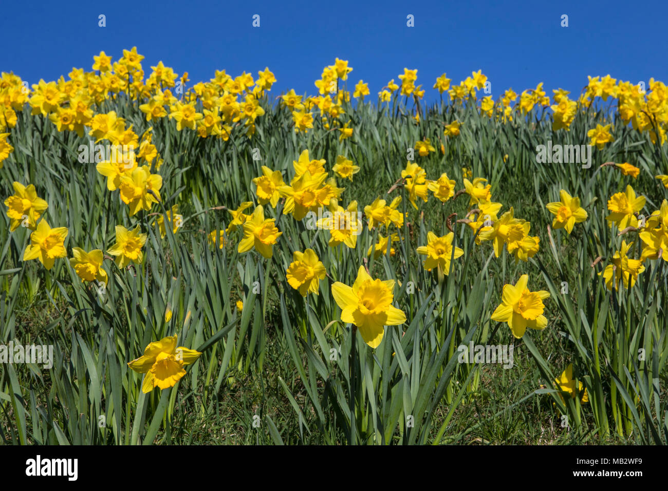 Beautiful flowering daffodil plants hi-res stock photography and images ...