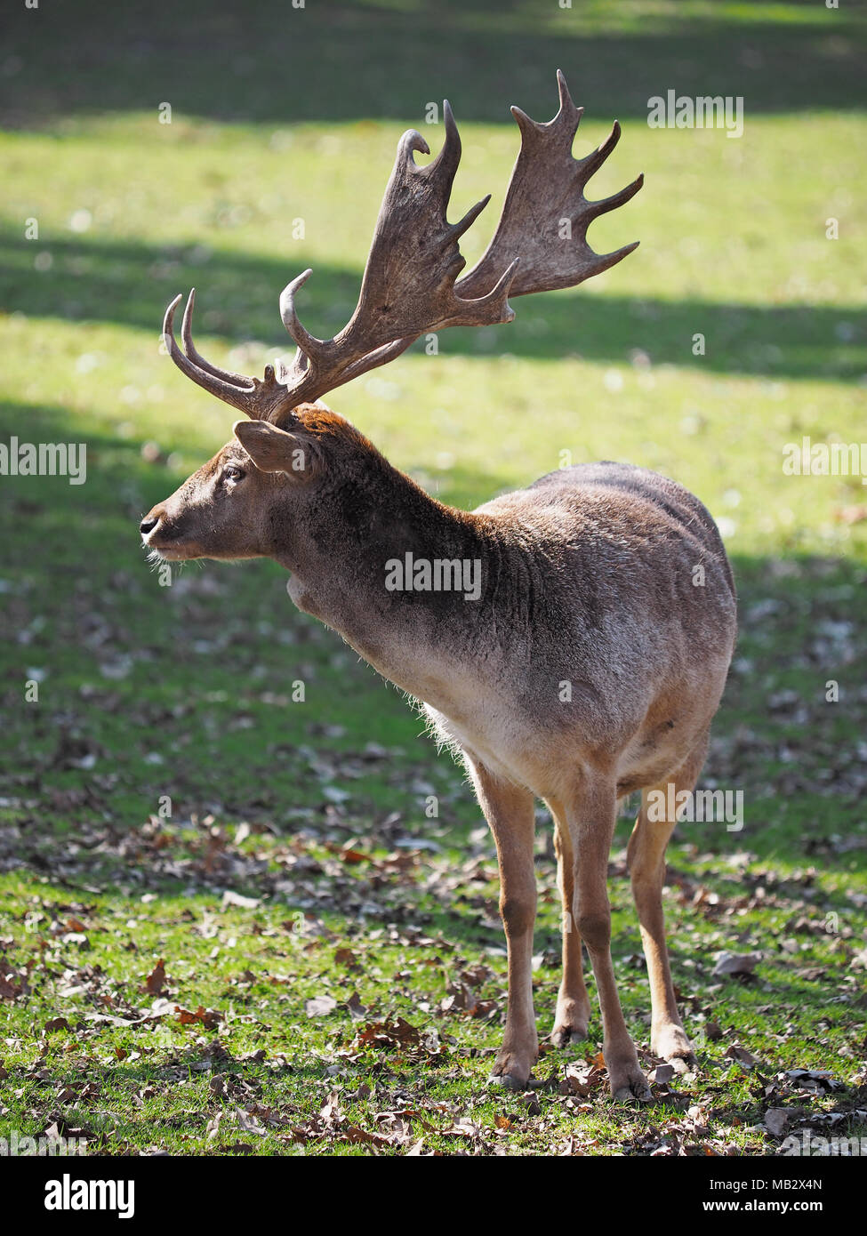 Fallow spring hi-res stock photography and images - Alamy