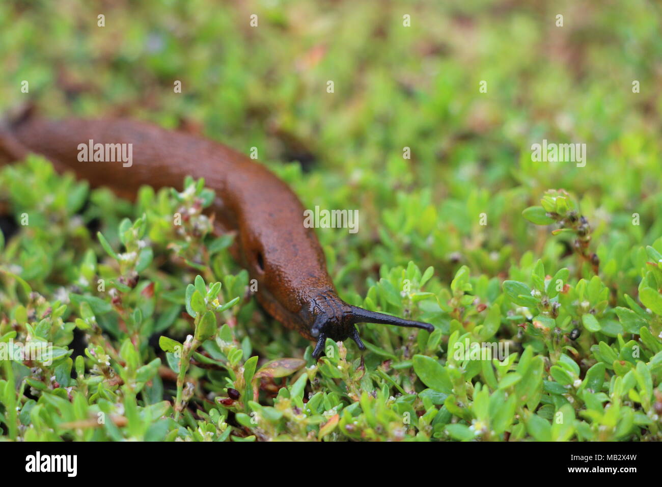 A crawling slug in garden Stock Photo - Alamy