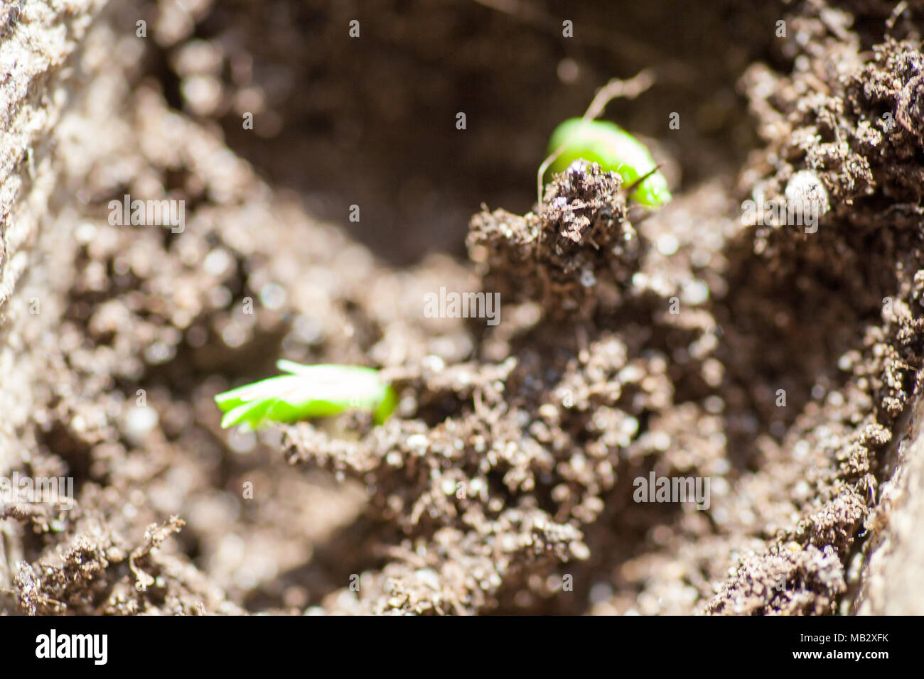The first spring sprout is a non-opening bud Stock Photo - Alamy