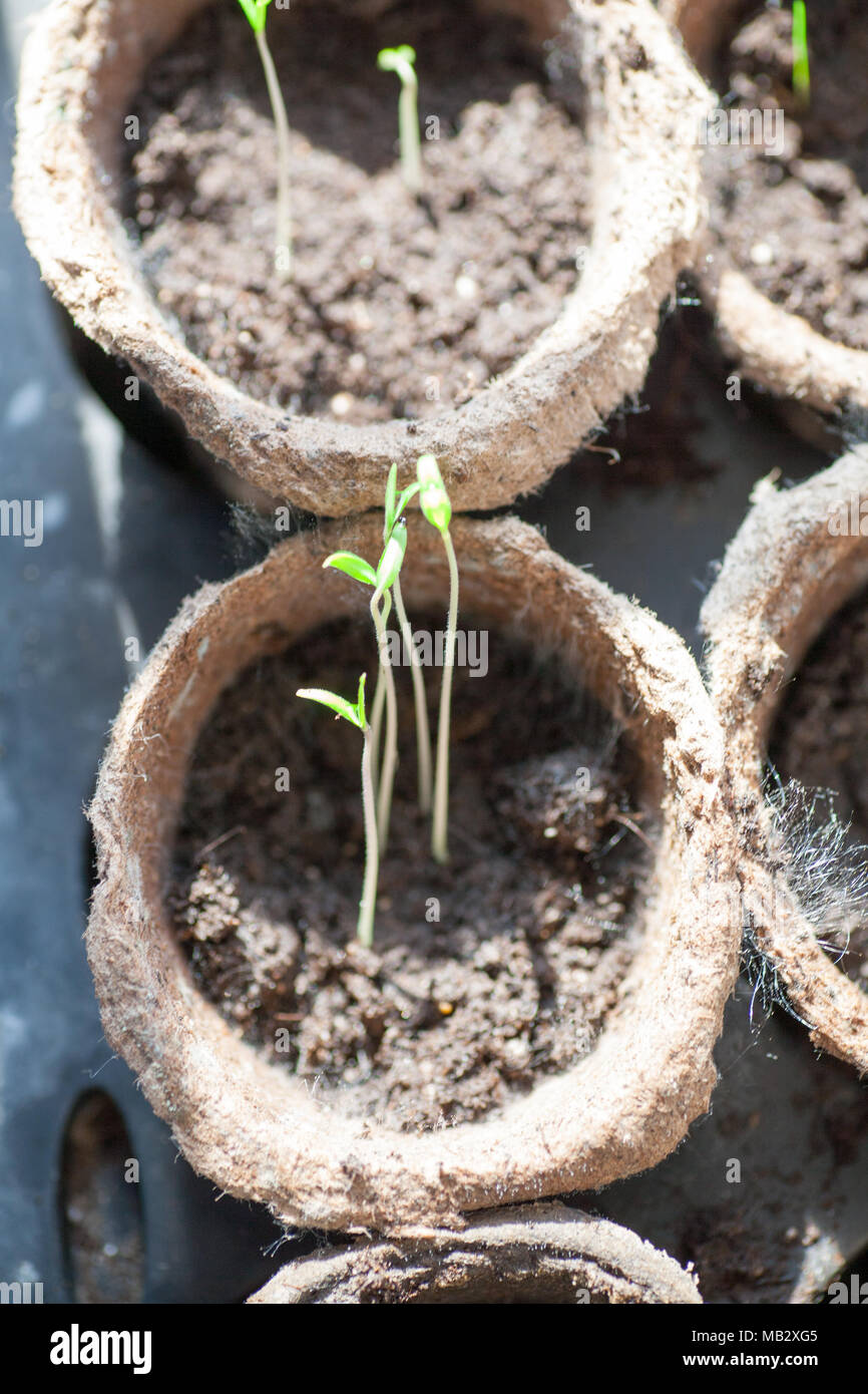 The first spring sprout is a non-opening bud Stock Photo - Alamy