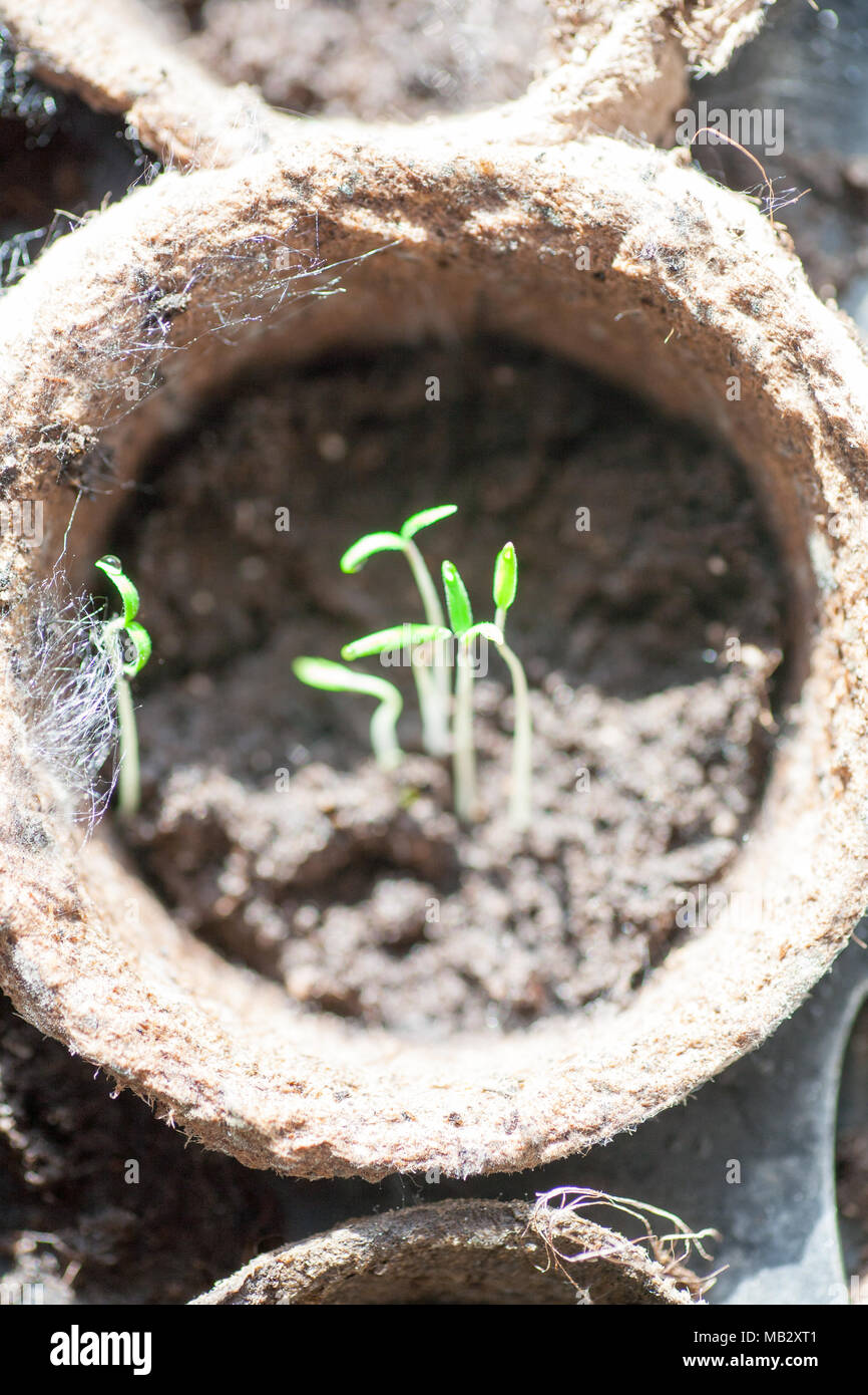 The first spring sprout is a non-opening bud Stock Photo - Alamy