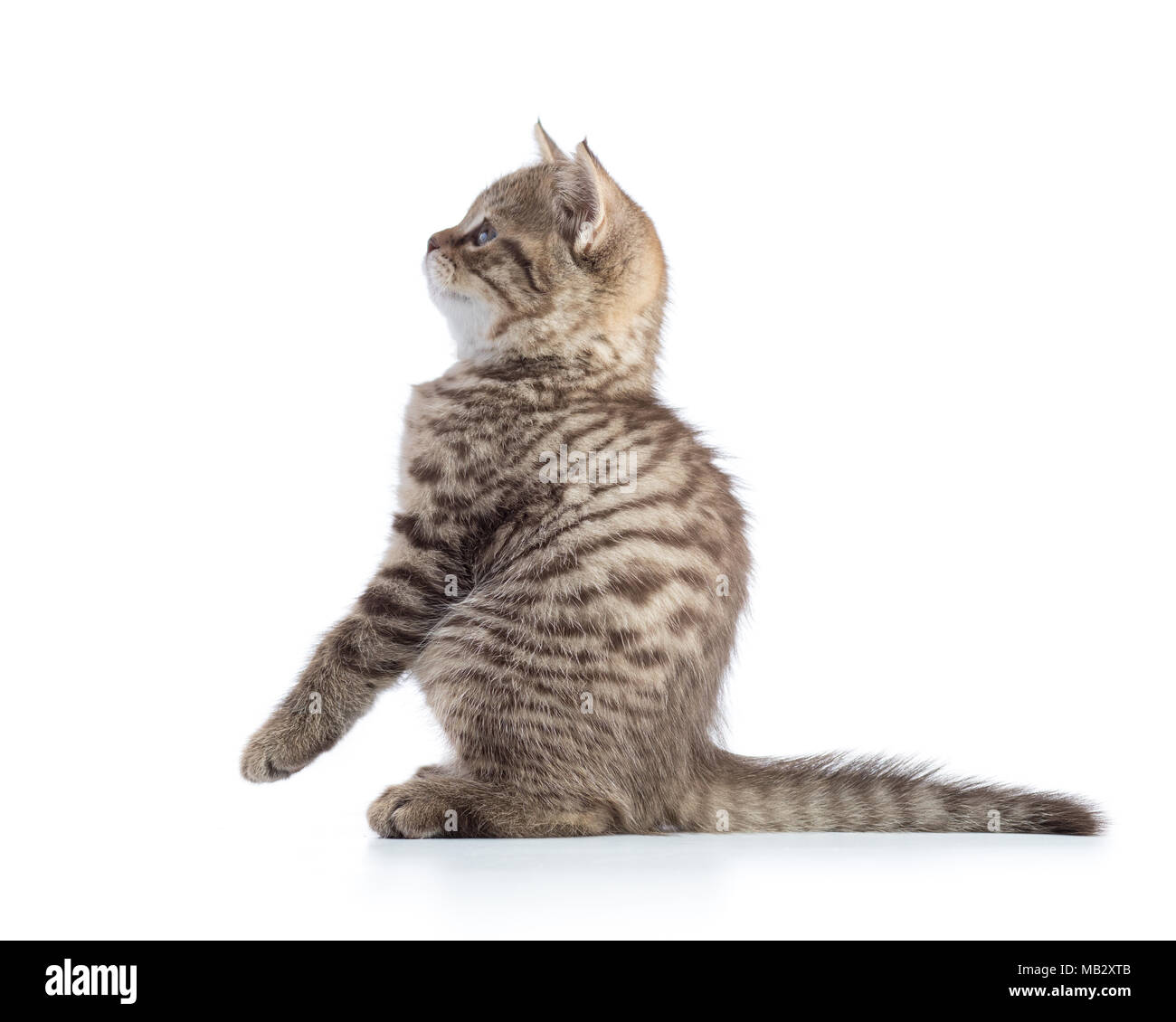 Playful cat sitting on hind legs and looking forward. Side view ...