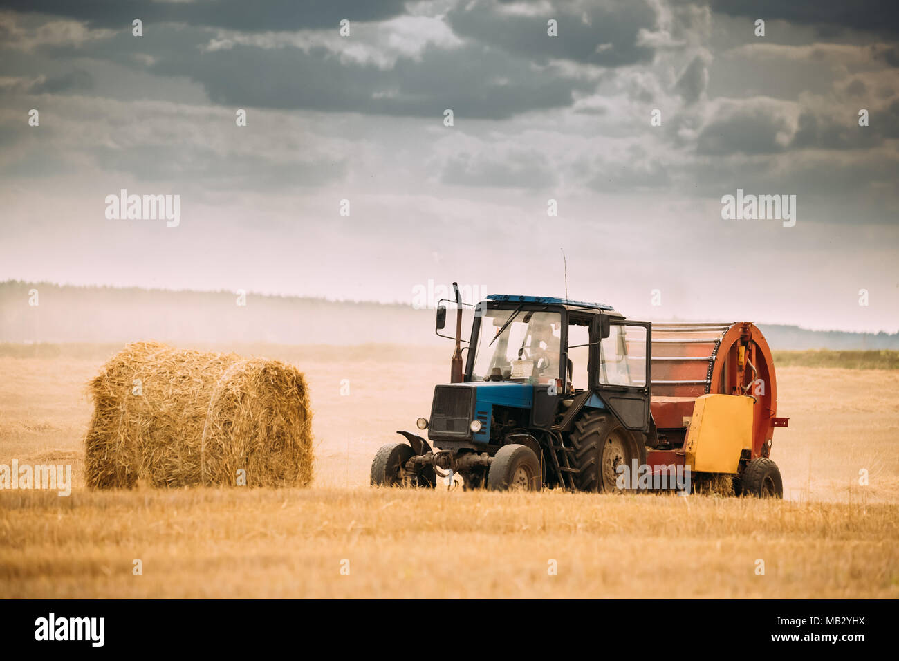 Tractor Collects Dry Grass In Straw Bales In Summer Wheat Field ...