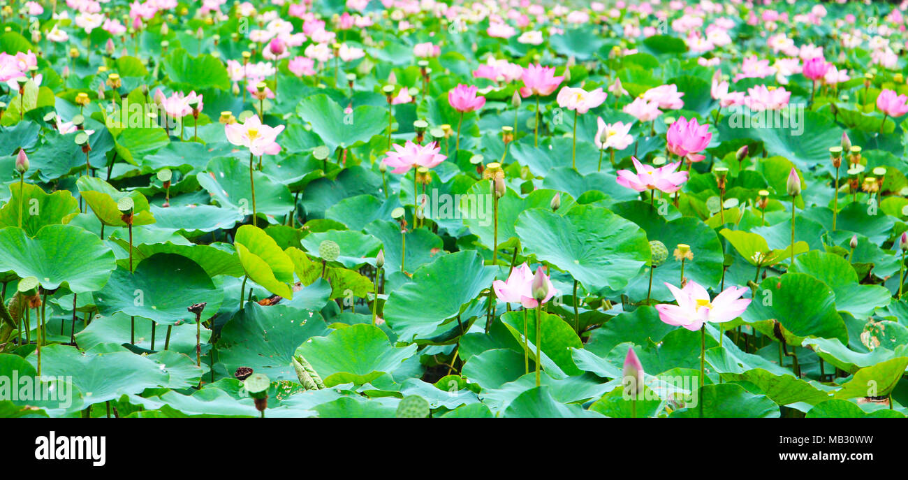 Lotus Farming Stock Photos & Lotus Farming Stock Images - Alamy
