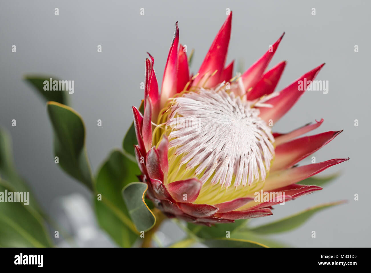 One large flower King Protea. Grows in South Africa. Gray background ...