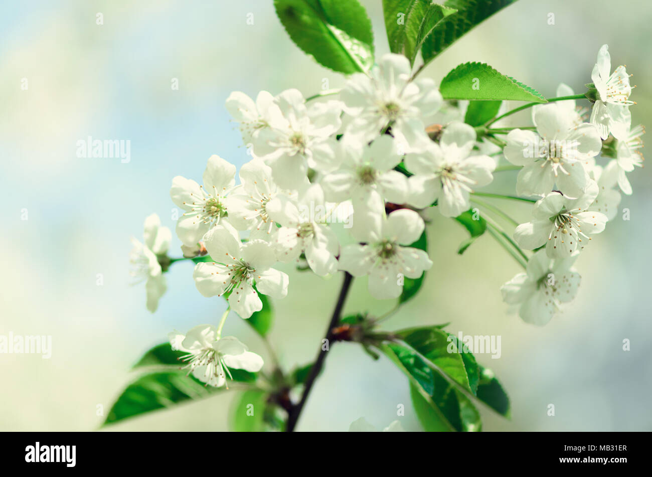 Blossom tree, spring nature background. Sunny day. Easter and blooming ...