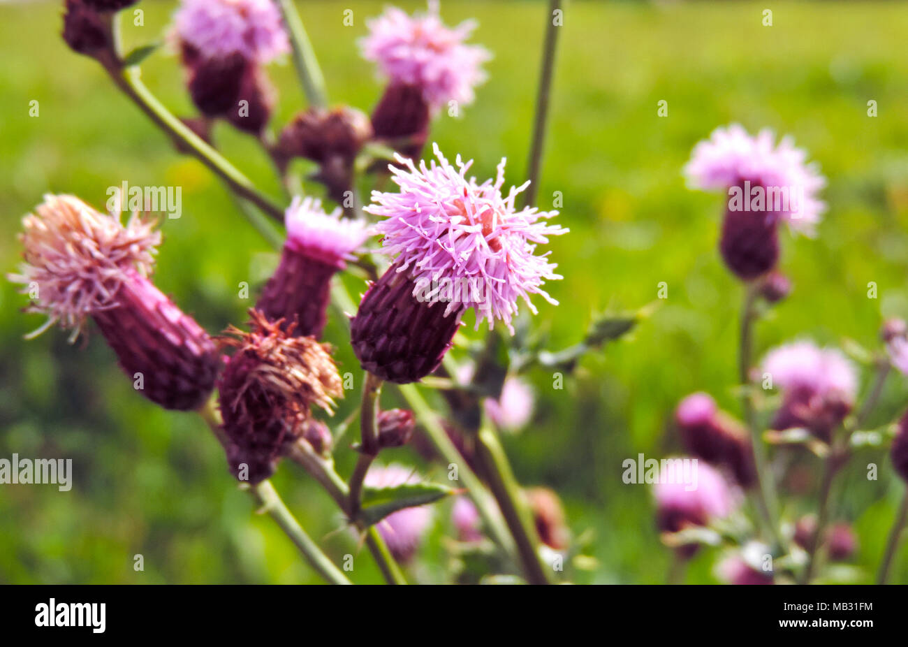 Wild thistles, spring background or summer meadow with wild flowers ...
